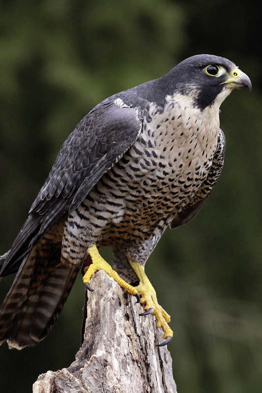 Garuda Falknerei | Wanderfalke